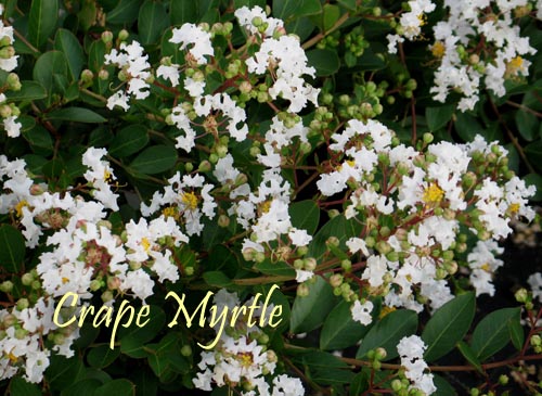 Crape Myrtle - Variety and Versatility - Beyond Behnkes