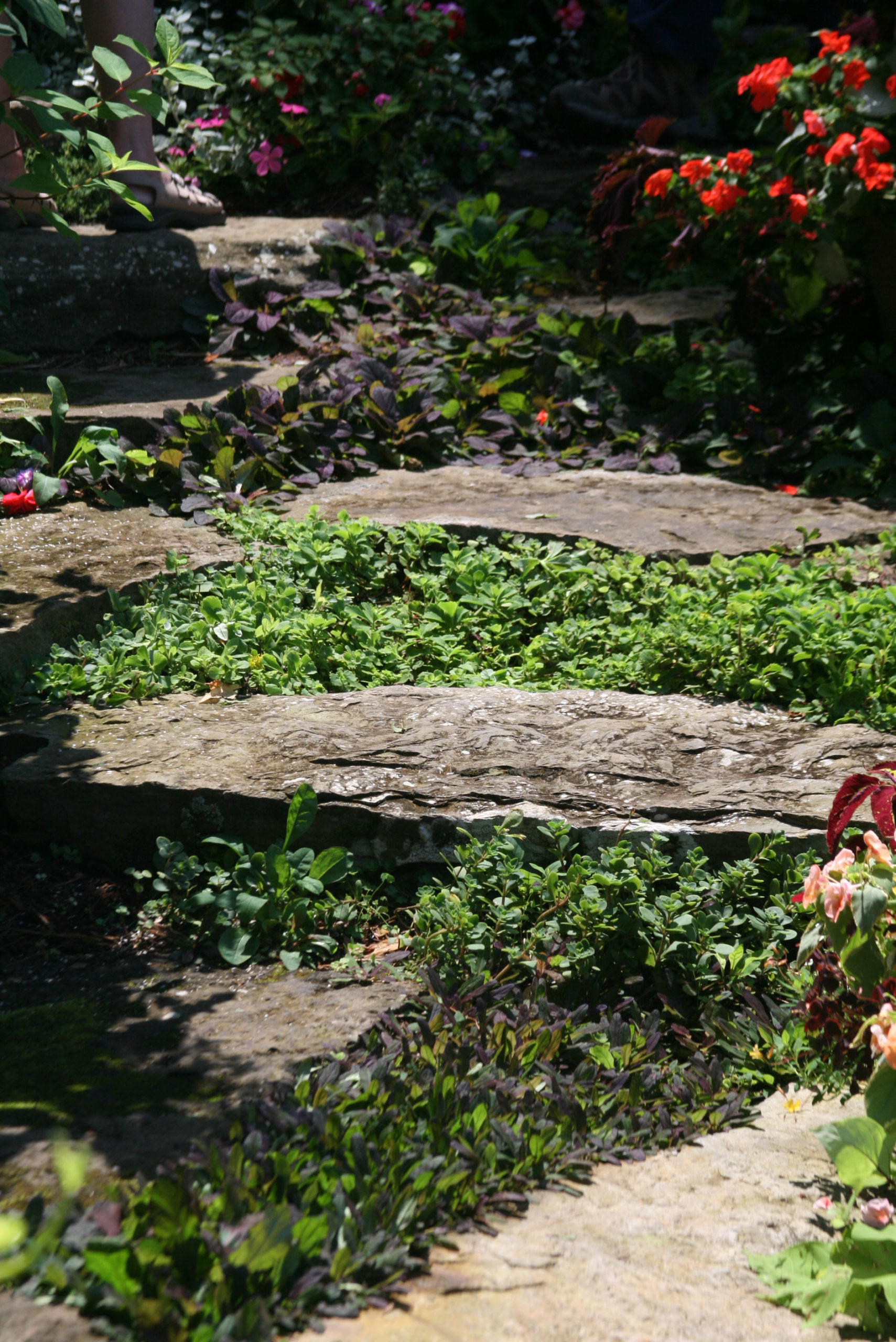 Treadwells, Stepables and Perennial Ground Covers in General - Beyond ...