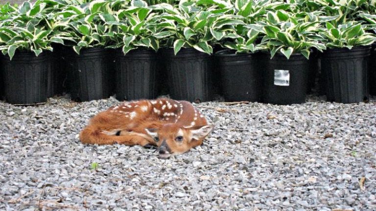 Proof That Deer Really Do Love Hosta - Beyond Behnkes