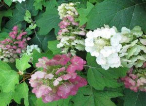 All About Hydrangeas - Beyond Behnkes
