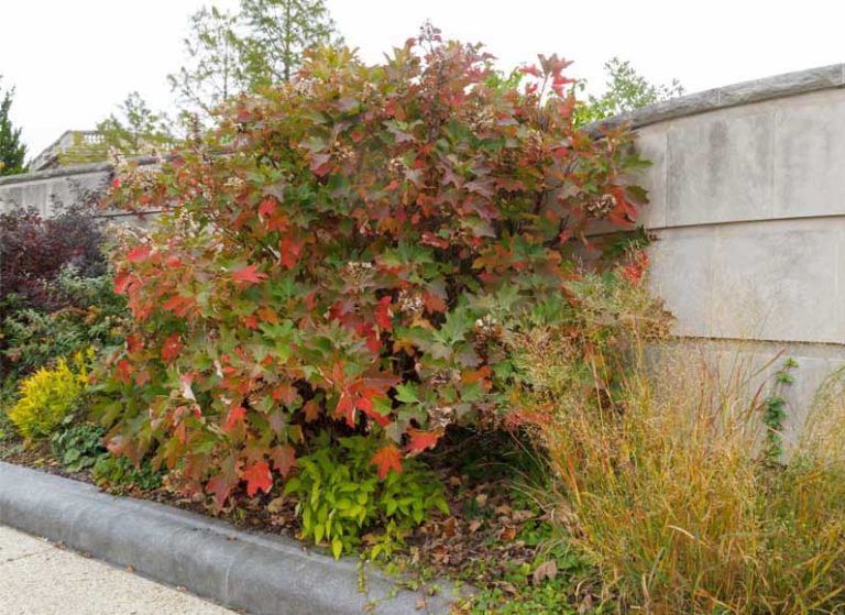 All About Hydrangeas - Beyond Behnkes
