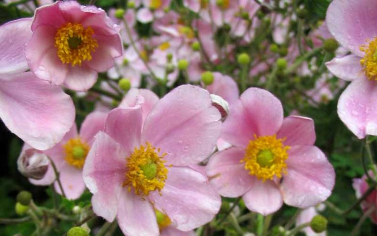 The Most Reliable Perennials for Shade and Part Shade - Beyond Behnkes