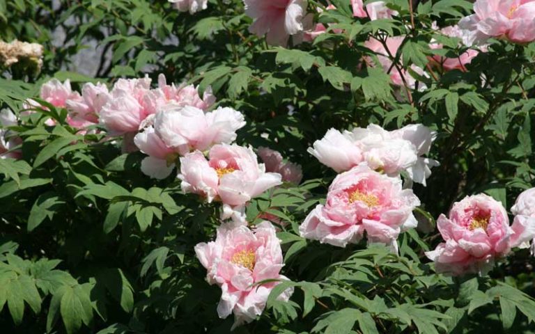 The Most Reliable Perennials for Shade and Part Shade - Beyond Behnkes