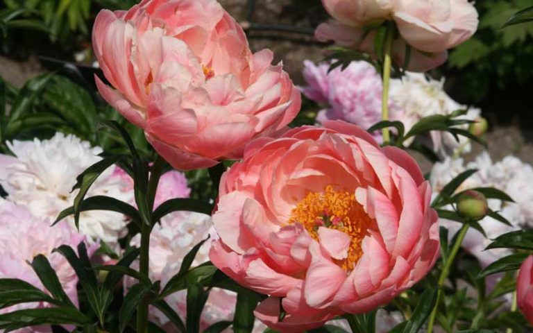 The Most Reliable Perennials for Shade and Part Shade - Beyond Behnkes