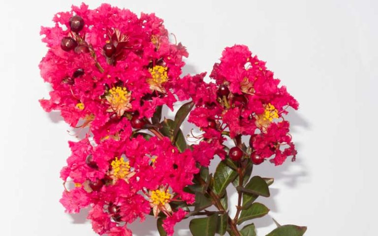 Summer Fun in the Sun: Crape Myrtles - Beyond Behnkes