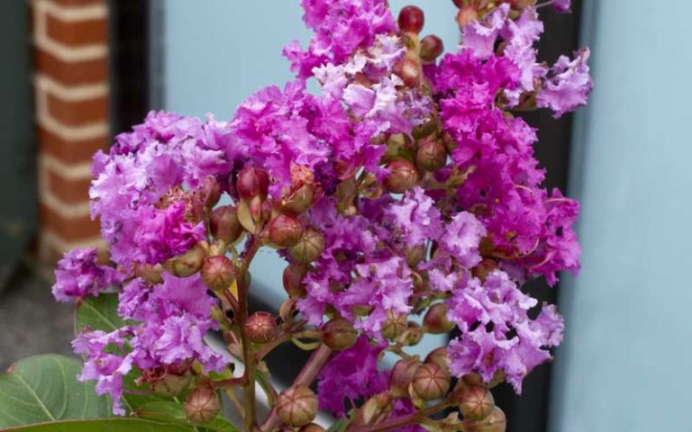 Summer Fun in the Sun: Crape Myrtles - Beyond Behnkes