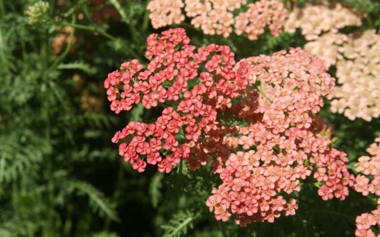 All About Achillea - Beyond Behnkes