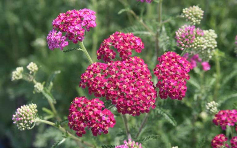 All About Achillea - Beyond Behnkes