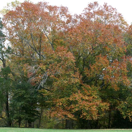 2 Large-Scale Trees for Maximum Impact - Beyond Behnkes