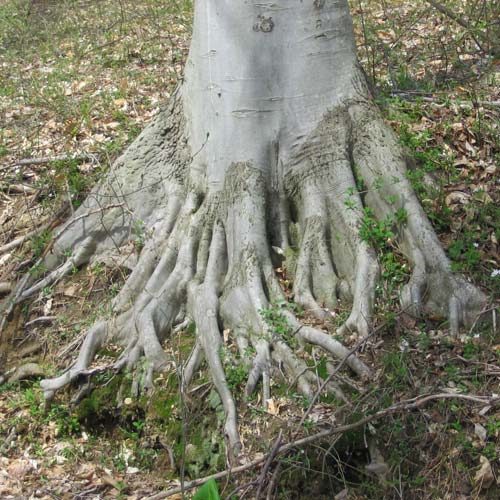 2 Large-Scale Trees for Maximum Impact - Beyond Behnkes