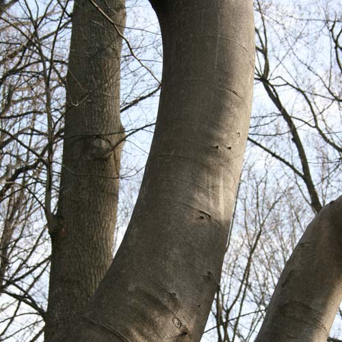 2 Large-Scale Trees for Maximum Impact - Beyond Behnkes