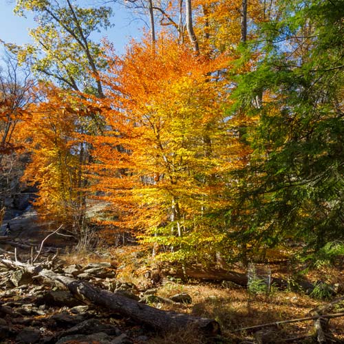 2 Large-Scale Trees for Maximum Impact - Beyond Behnkes