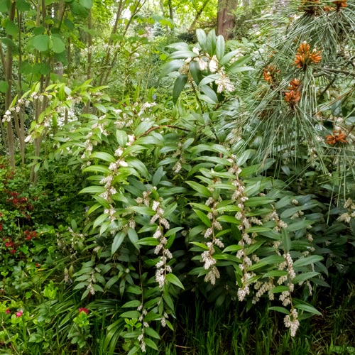 A Few Noteworthy Native Plants - Beyond Behnkes