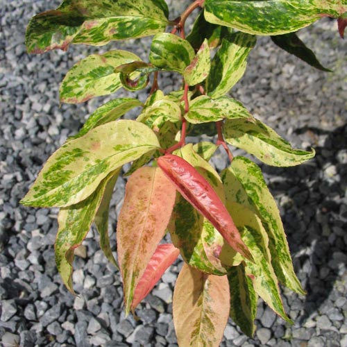 A Few Noteworthy Native Plants - Beyond Behnkes