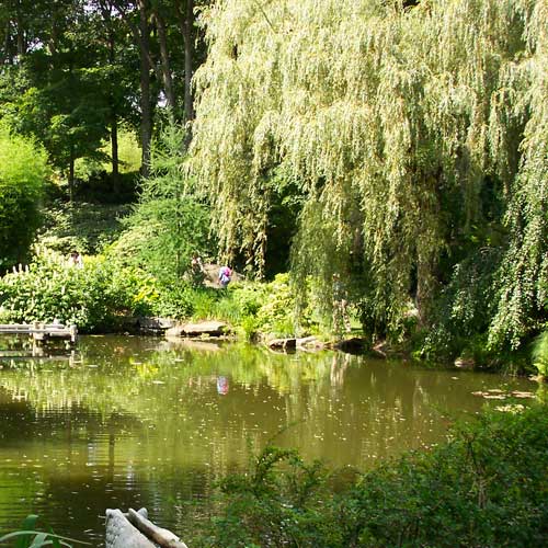 2 Large-Scale Trees for Maximum Impact - Beyond Behnkes