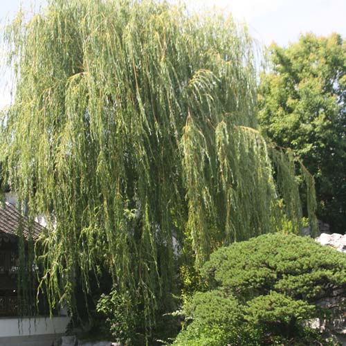 2 Large-Scale Trees for Maximum Impact - Beyond Behnkes