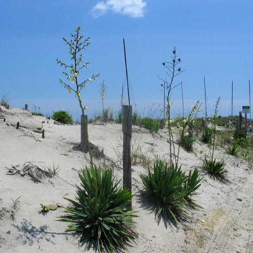 A Few Noteworthy Native Plants - Beyond Behnkes
