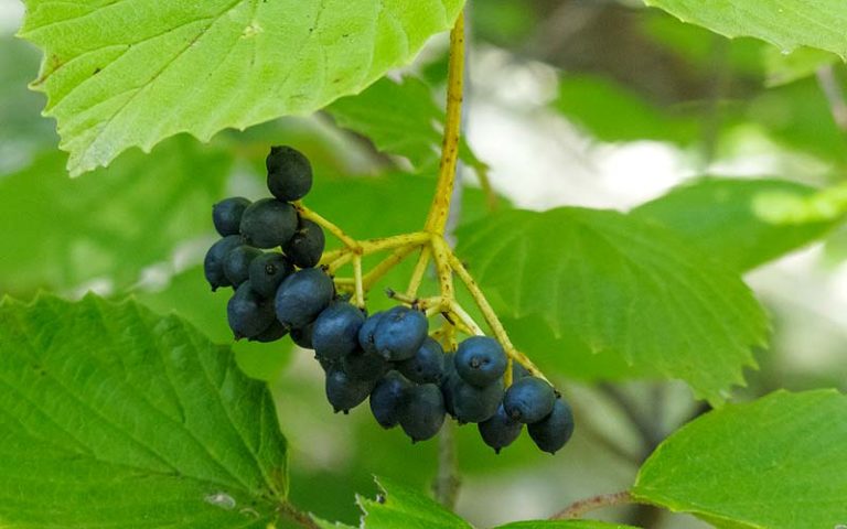 All About Native Viburnums - Beyond Behnkes