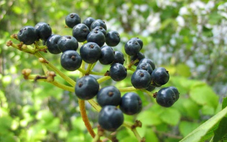 All About Native Viburnums - Beyond Behnkes