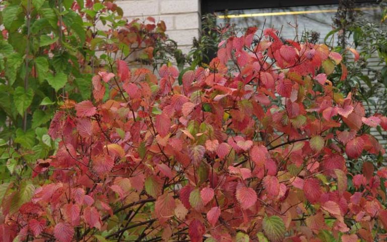 All About Native Viburnums - Beyond Behnkes