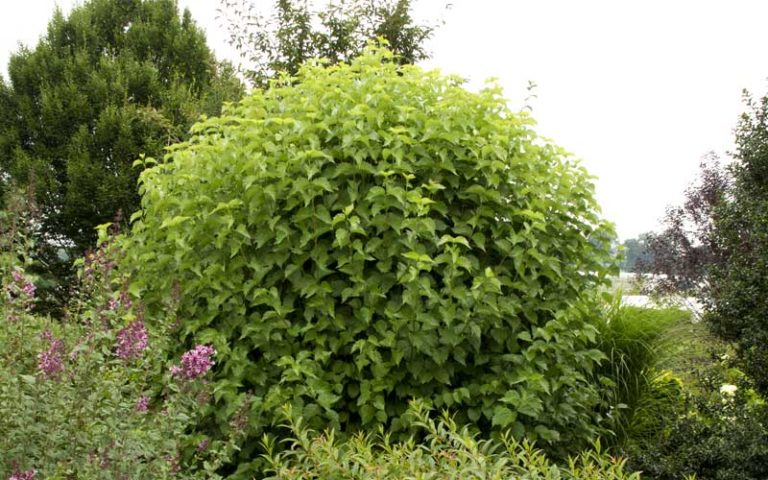 All About Native Viburnums - Beyond Behnkes