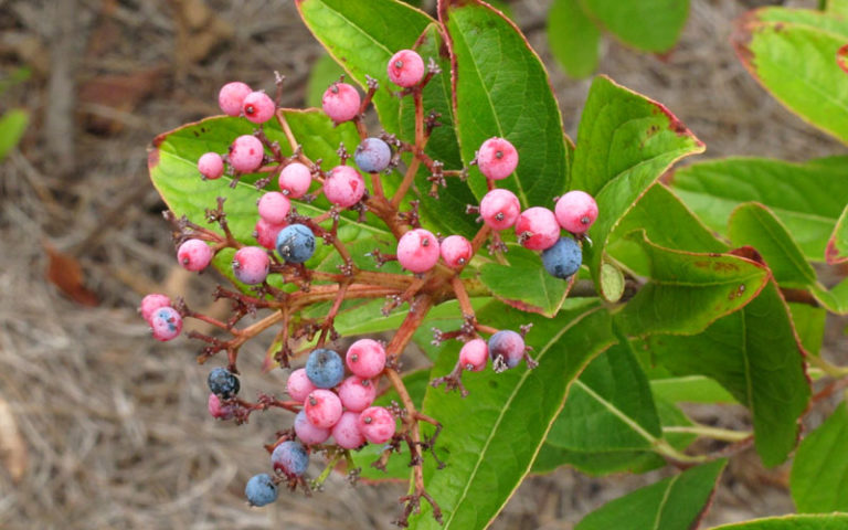 All About Native Viburnums - Beyond Behnkes