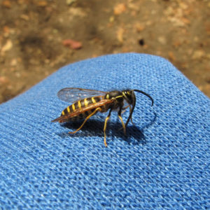 How to Manage Pest Insects - Beyond Behnkes