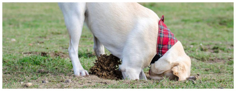 Is Your Dog Destroying Your Lawn? - Beyond Behnkes