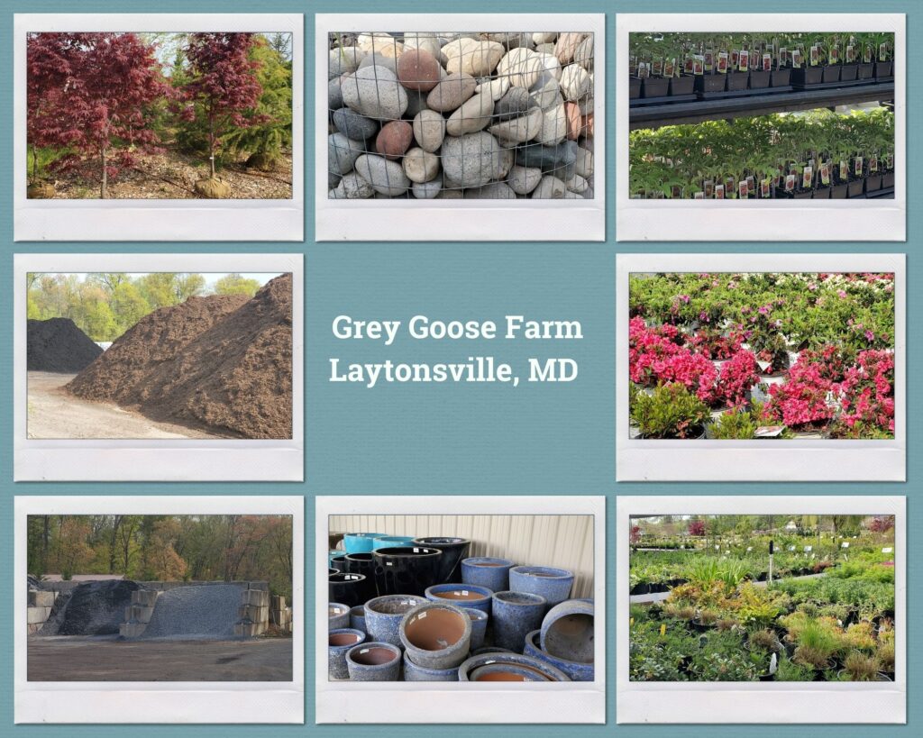 A Visit To A Local Independent Garden Center - Beyond Behnkes