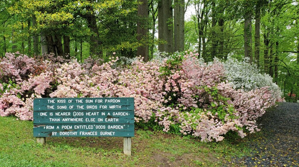 Brighton Dam's Azalea Garden - Beyond Behnkes