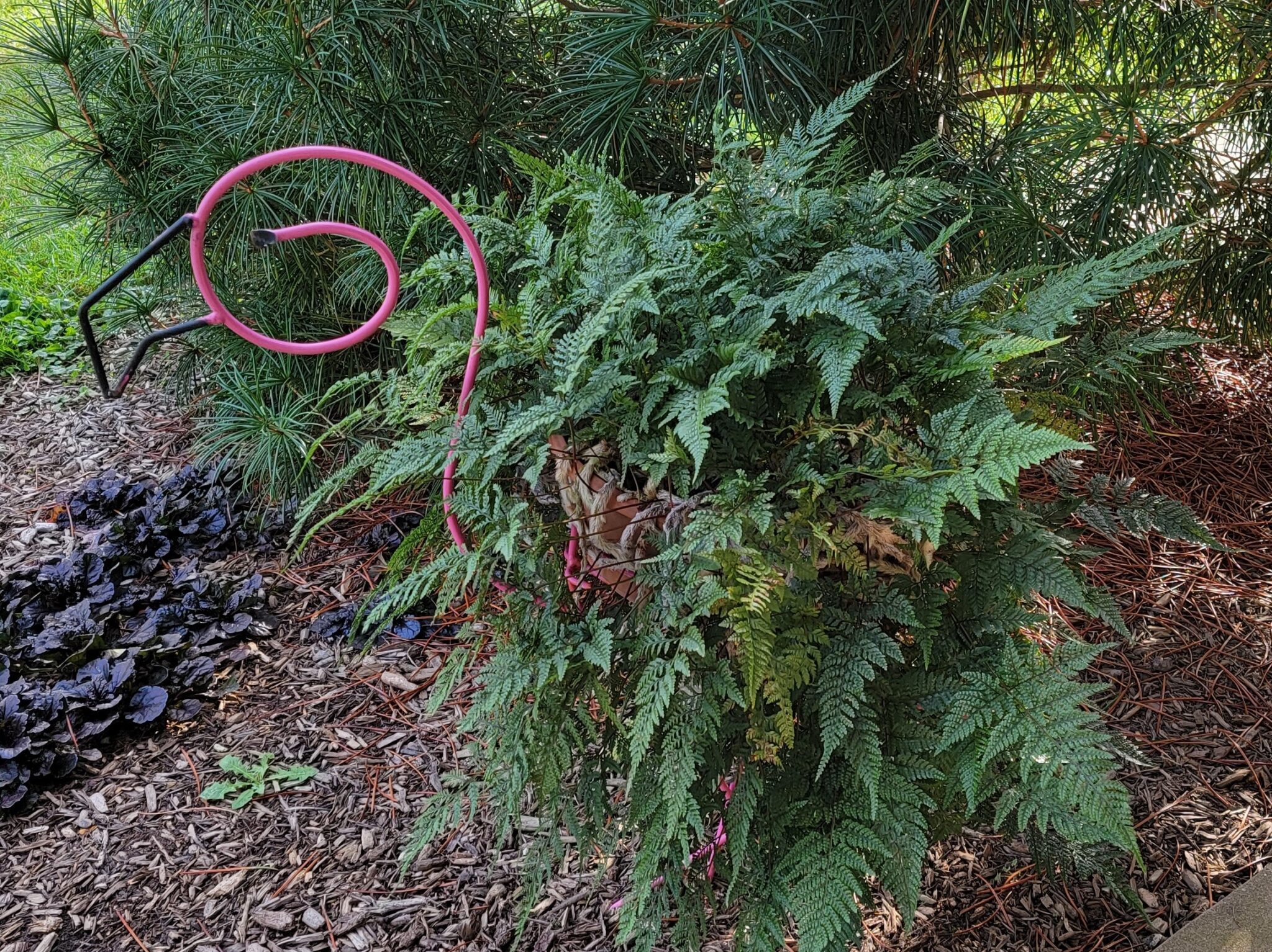 My Amazing Rabbit's Foot Fern - Beyond Behnkes