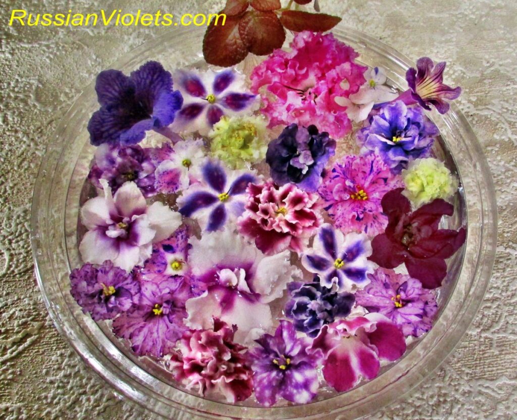 Road Trip To Thanksgiving Farms to See Special African Violets - Beyond ...