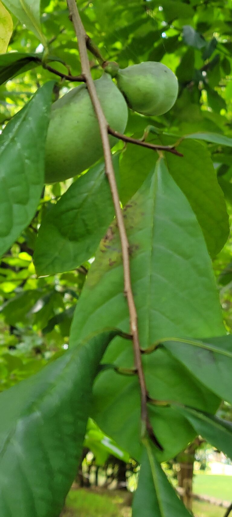 Paw Paw Trees Bear Fruit - Beyond Behnkes
