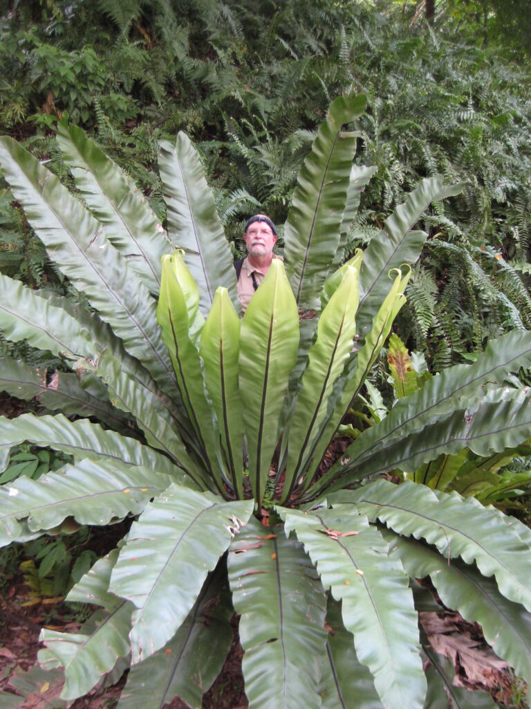 Photo Of The Week by Larry Hurley: Bird's Nest Fern, Asplenium nidus ...