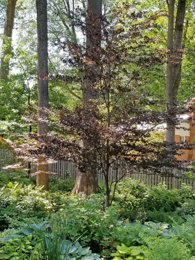 Photos Of The Week~ Purple-leaf European Birch - Beyond Behnkes