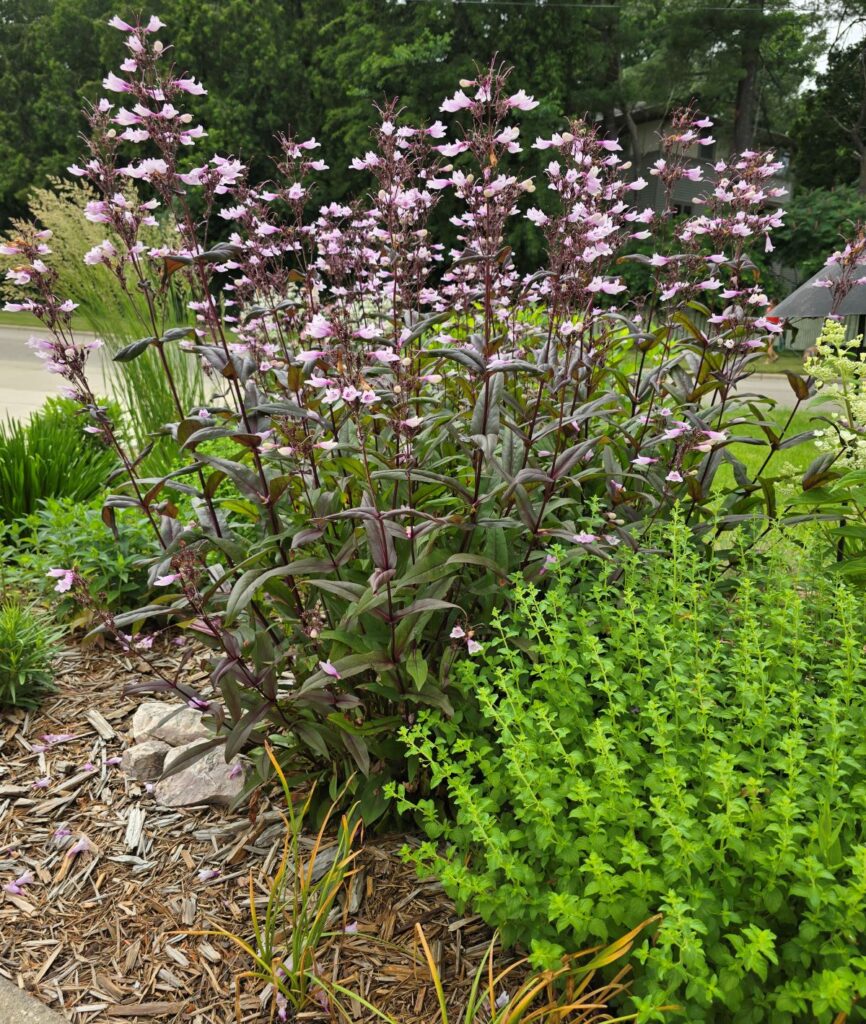 Photo Of The Week by Larry Hurley ~ Beardtongue leading the way into ...