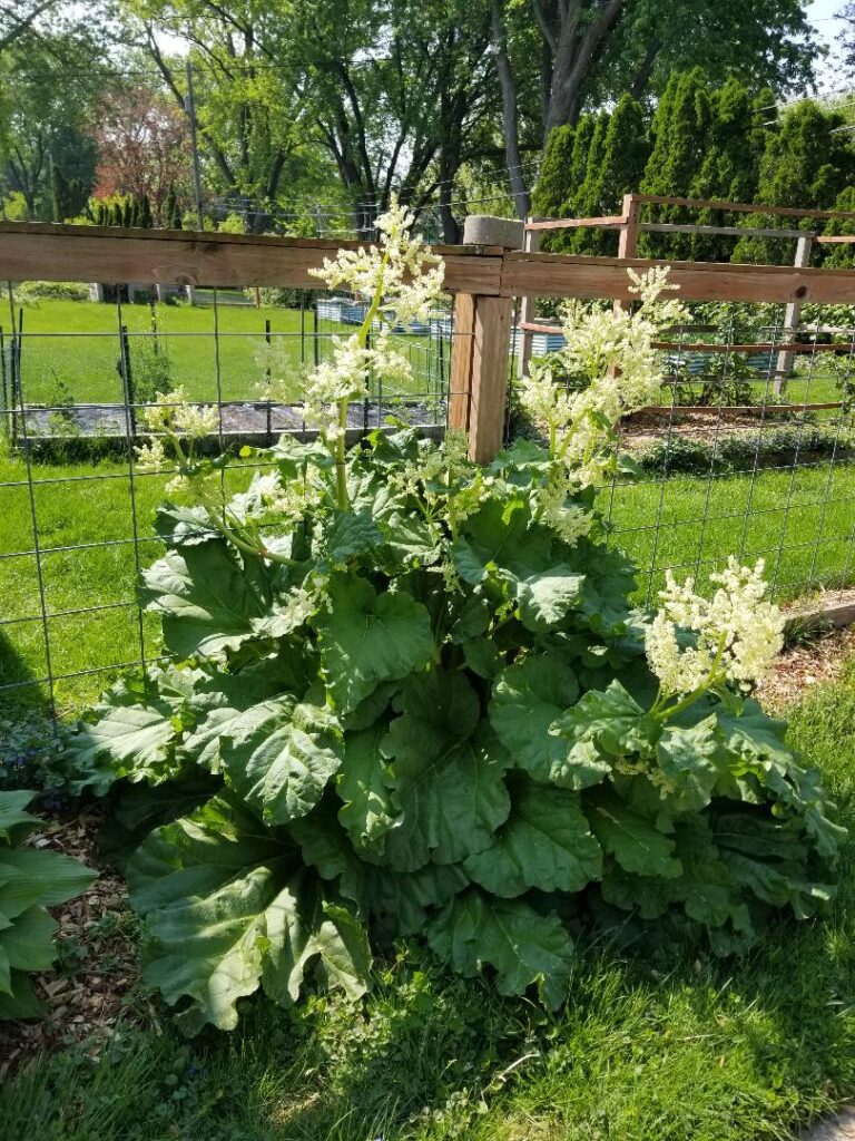 Photo Of The Week: Rhubarb in Bloom - Beyond Behnkes
