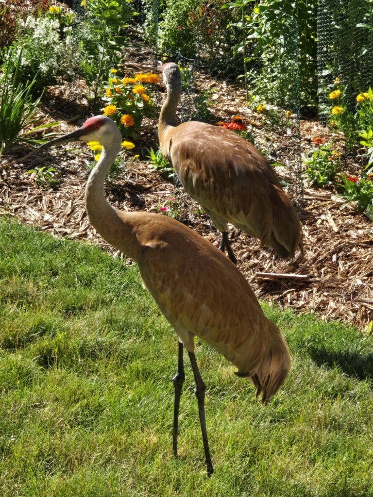 Photo Of The Week by Larry Hurley Big Bird (s) In The Garden - Beyond ...