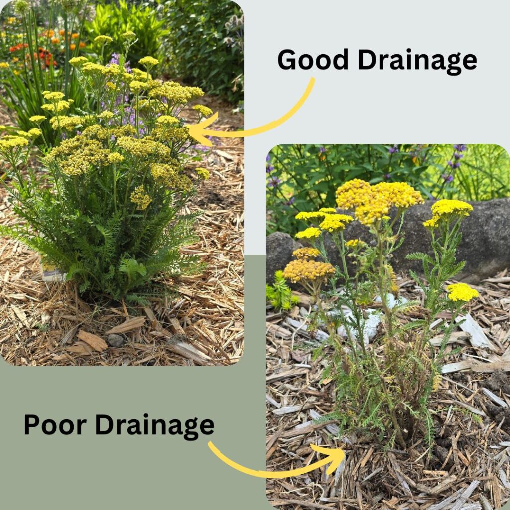 How to Create Natural Edging - Beyond Behnkes