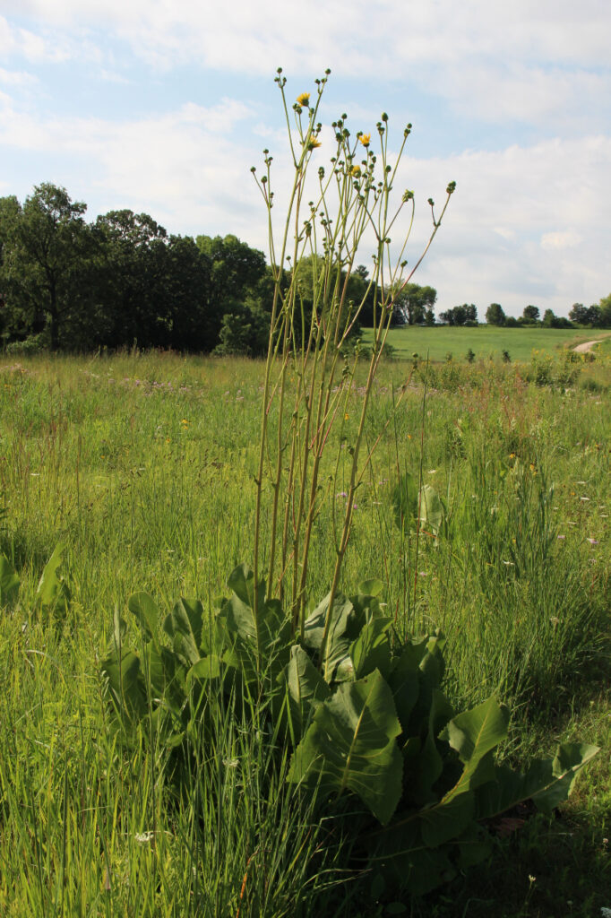 Photo of The Week: In Praise of Tall Plants - Beyond Behnkes