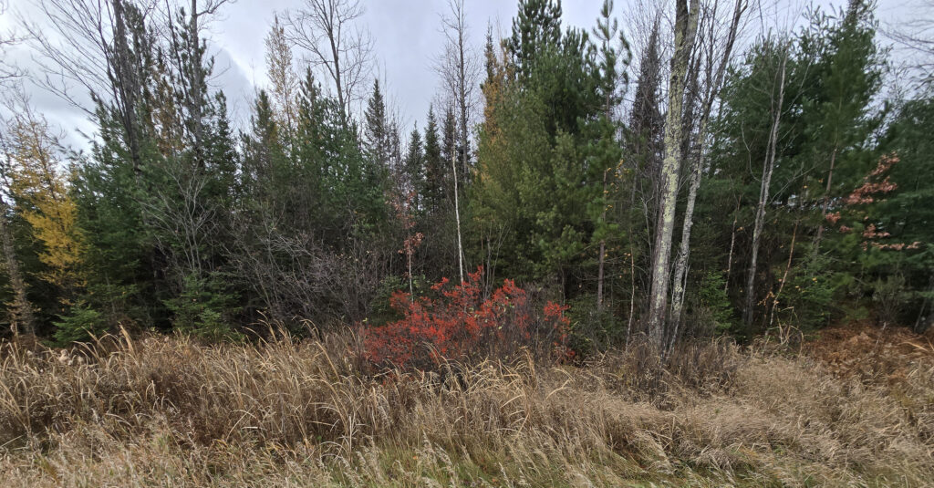 Photo Of The Week: Winterberry, Ilex verticillata, A Native Deciduous ...
