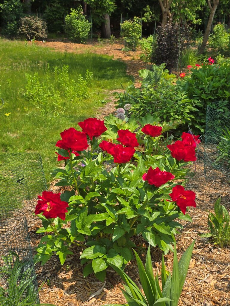 Peony Wisdom - Beyond Behnkes