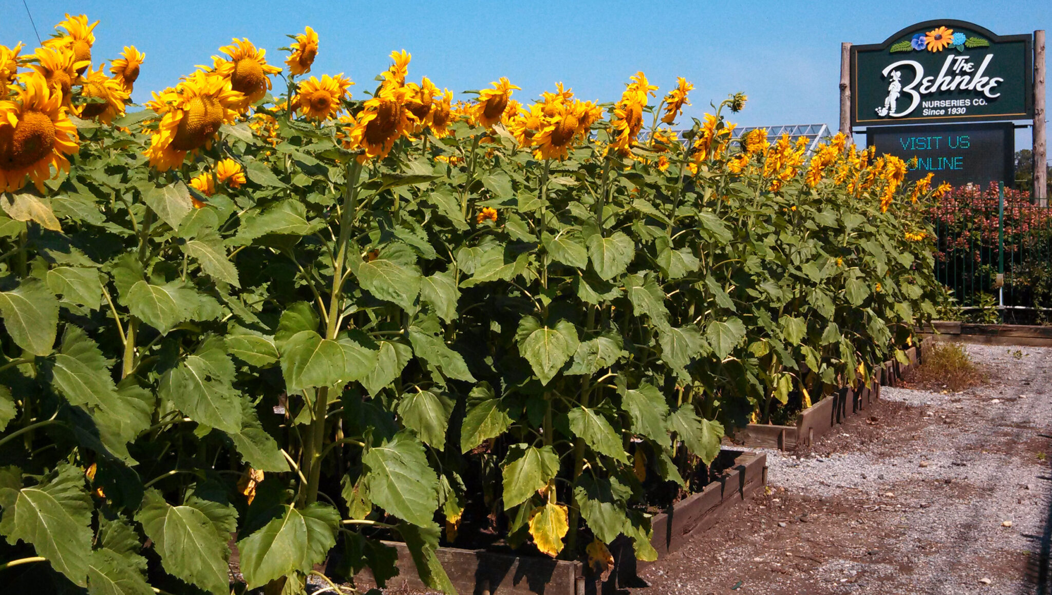 Alfred's Sunflower Beds - Beyond Behnkes