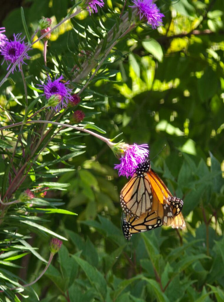 Ultimate Nectar Plant for Monarch Butterflies - Beyond Behnkes