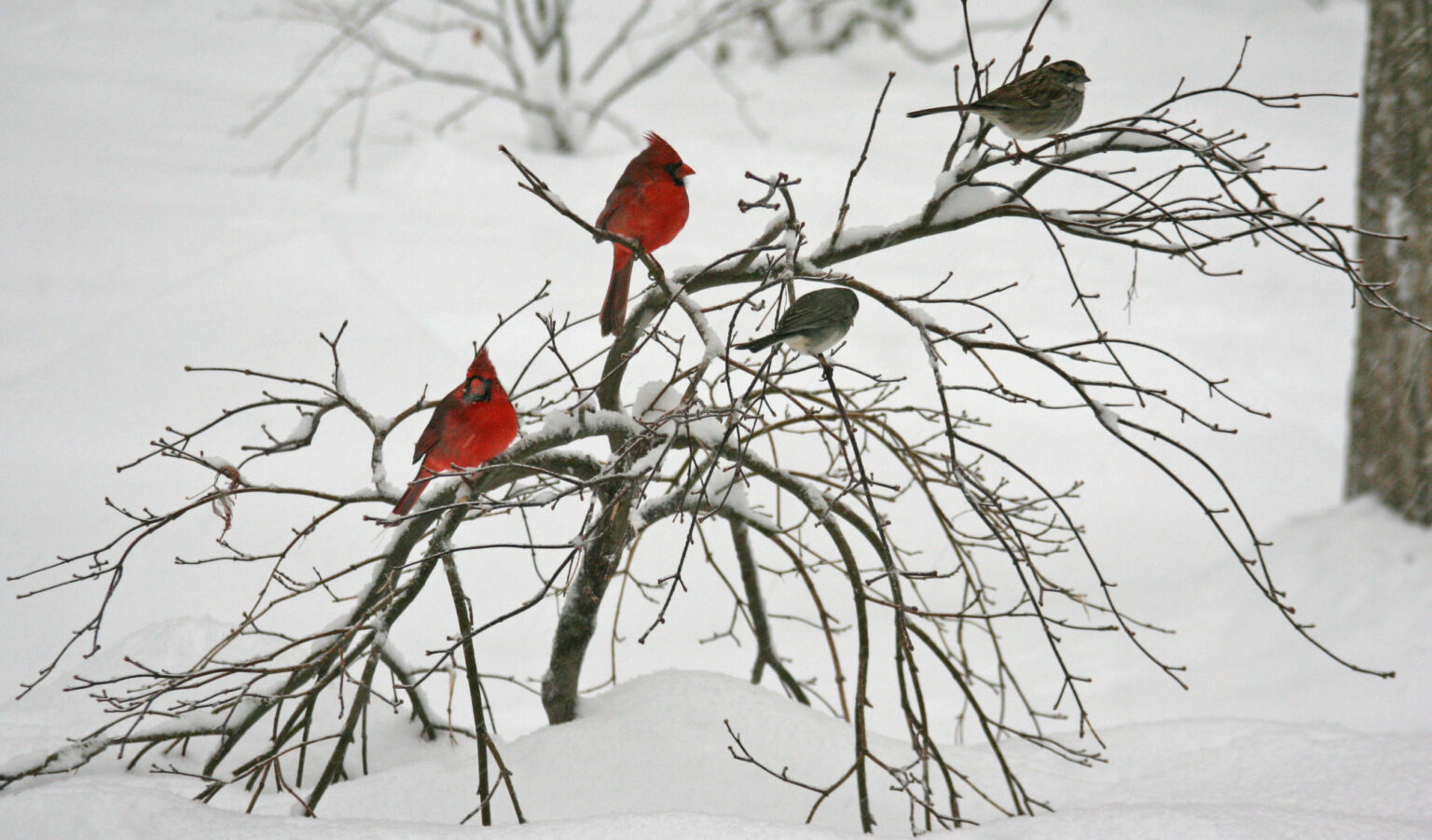 Feathered Friends, Near and Far, by Larry Hurley - Beyond Behnkes